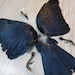 Real Crow Skull Wings Tail Feet Real Natural Carrion Rook Feathers ...