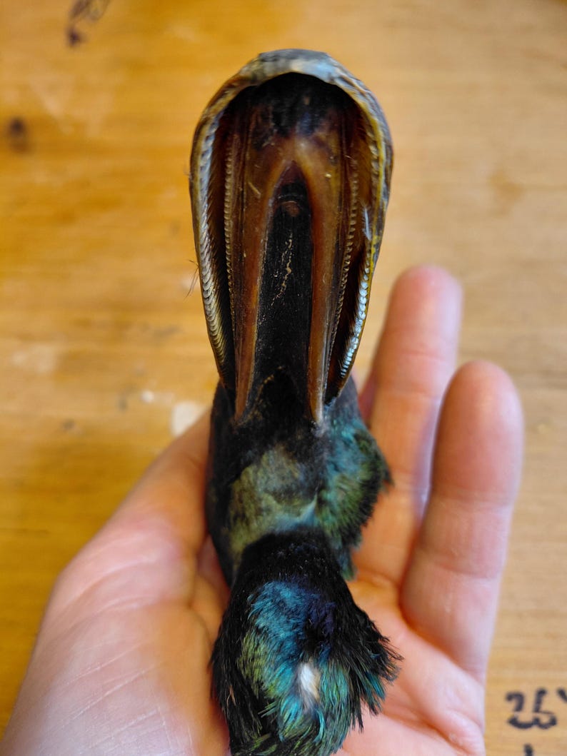 Mallard Duck Bird Head Skull Taxidermy Macabre Gothic Pagan Art and ...