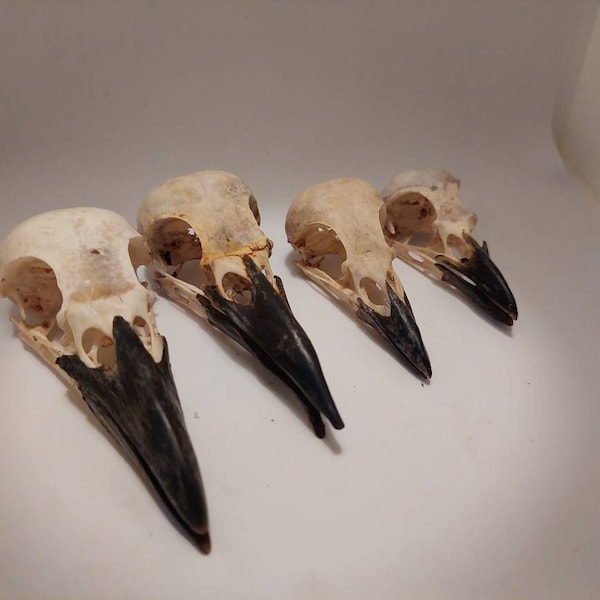 Real Crow Skull - Etsy