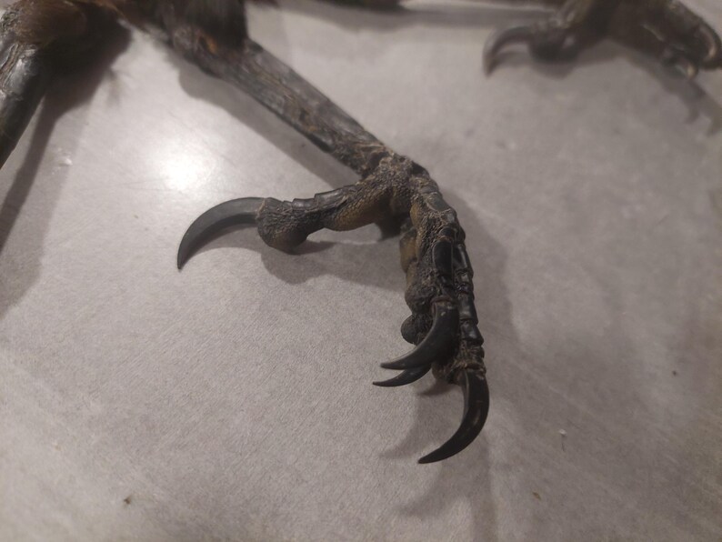 5 Crow Feet Corvus Corone Talons Claws Corvid Taxidermy Gothic Curo ...
