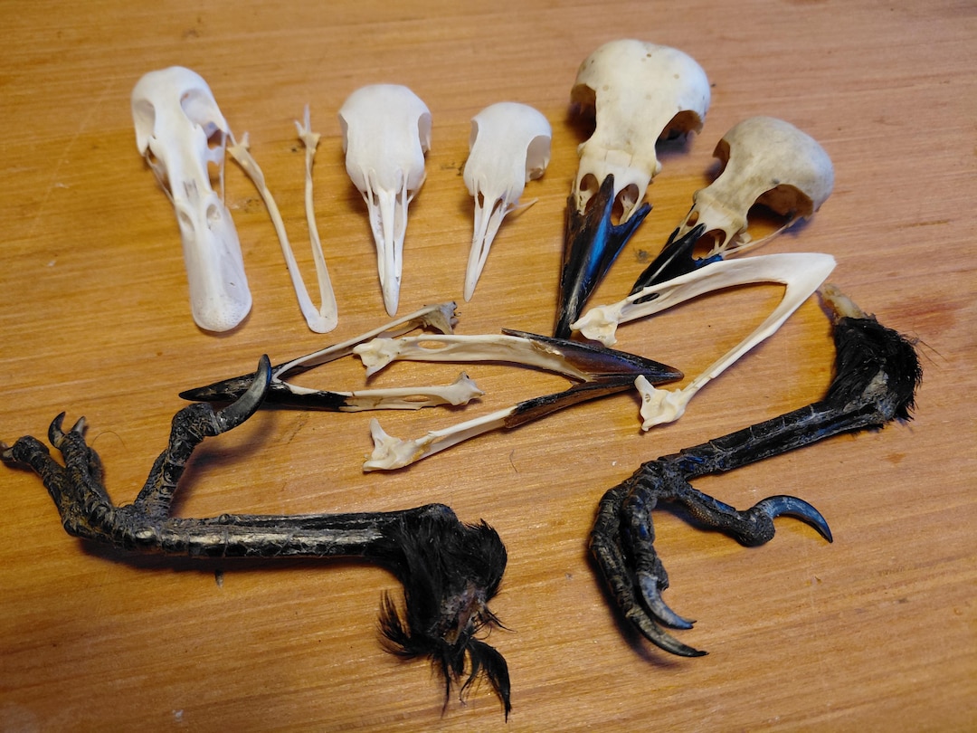 Crow Magpie Teal Duck Pigeon Dove Skulls Jaws and Feet Taxidermy Corvid ...