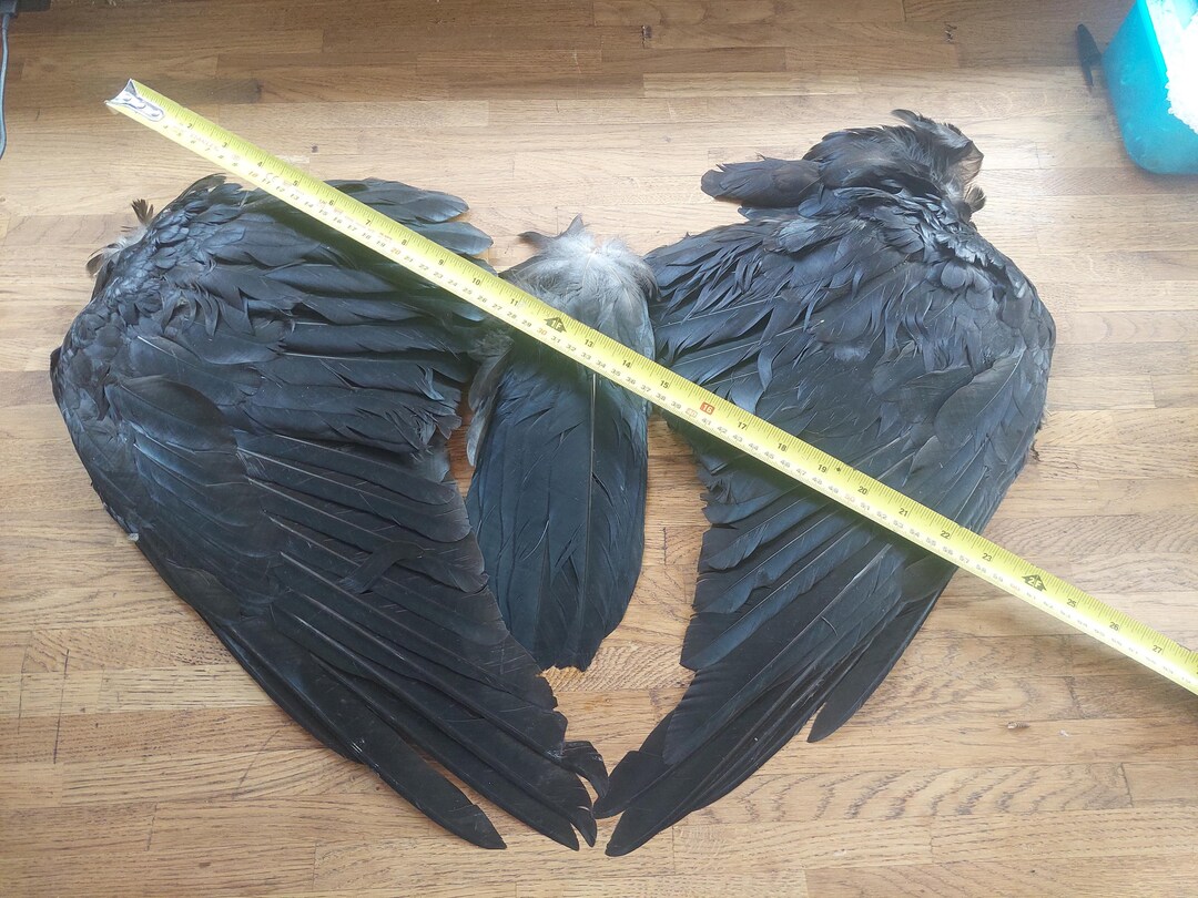 Raven Corvus Corax Wings Tail and Feet Corvid Taxidermy Gothic Curo ...