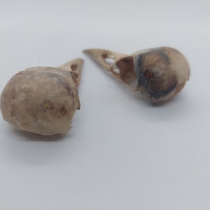 Crow Skull Real Corvus Carone Corvid Taxidermy Gothic Curo Study ...