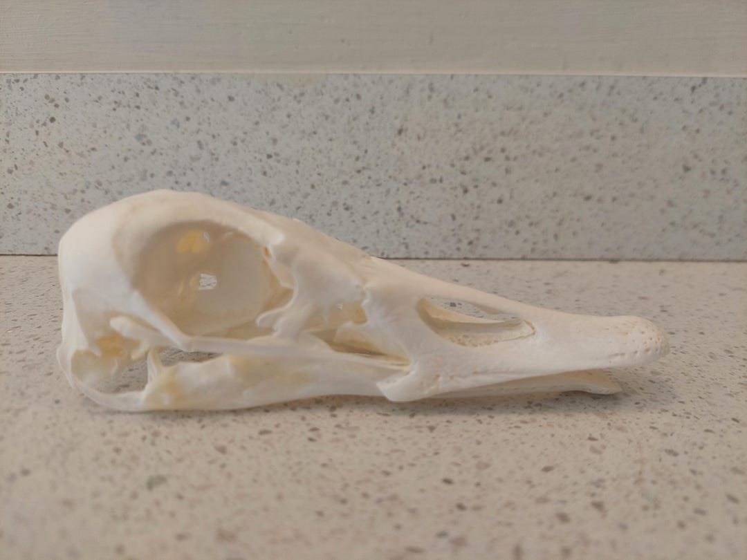 Canadian Goose Bird Skull Taxidermy Macabre Gothic Pagan Wicca Arts ...