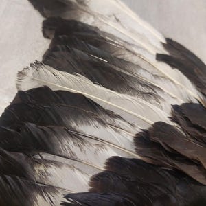 Rare Crow Skull Wings Tail Feet Pied Real Natural Carrion Rook Feathers ...