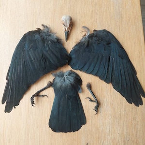 Jackdaw Crow Skull Wings Tail Feet Real Natural Carrion Rook Feathers ...