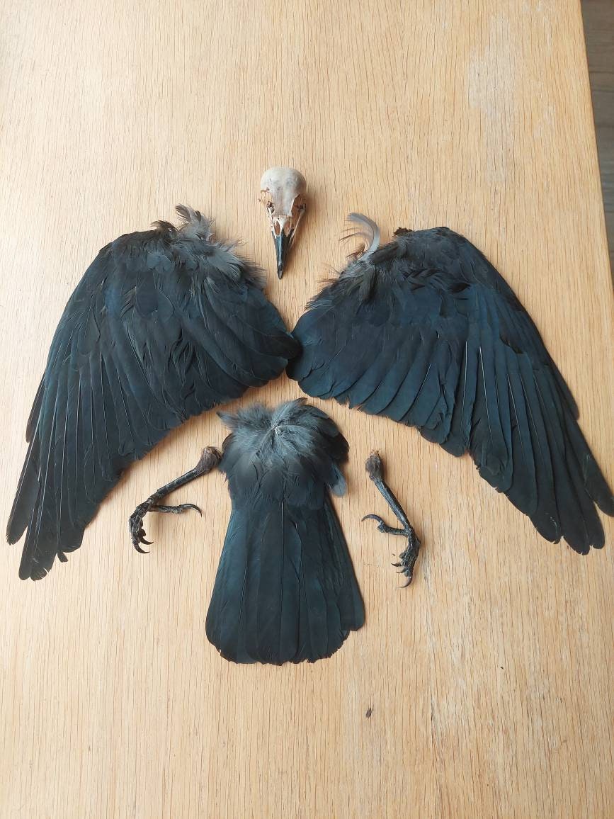 Jackdaw Crow Skull Wings Tail Feet Real Natural Carrion Rook Feathers ...