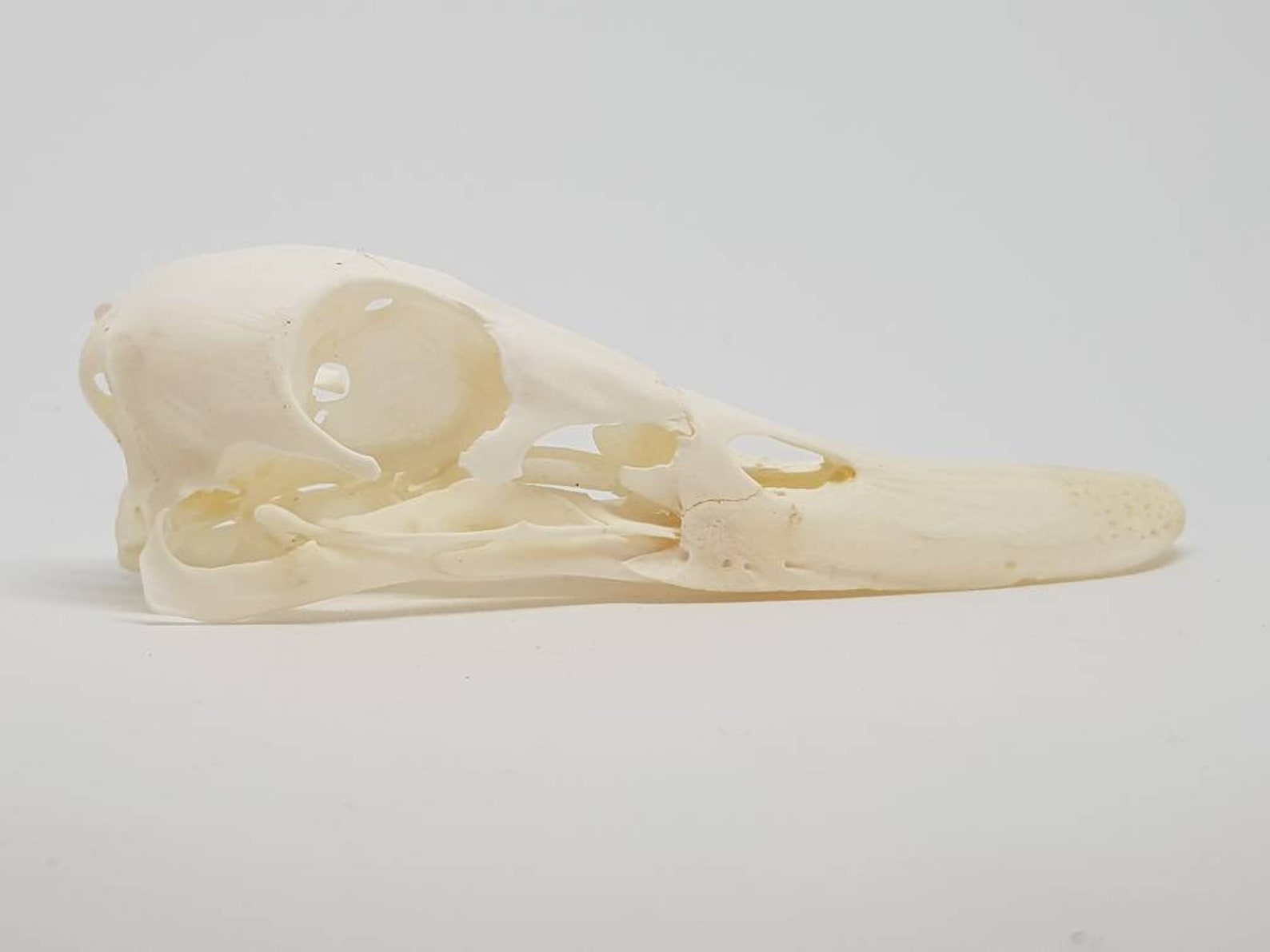 Real Mallard Duck Bird Skull Taxidermy Macabre Gothic Pagan Art and ...