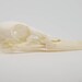Real Mallard Duck Bird Skull Taxidermy Macabre Gothic Pagan Art and ...
