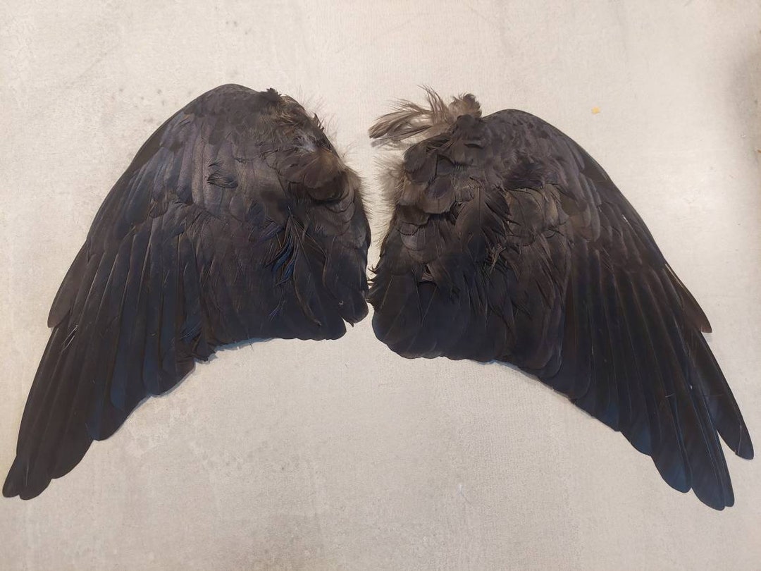 Real Jackdaw Crow Wings Corvid Taxidermy Gothic Curo Study Skeleton ...