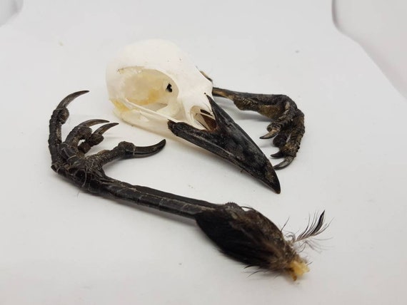 Crow Skeleton Skull