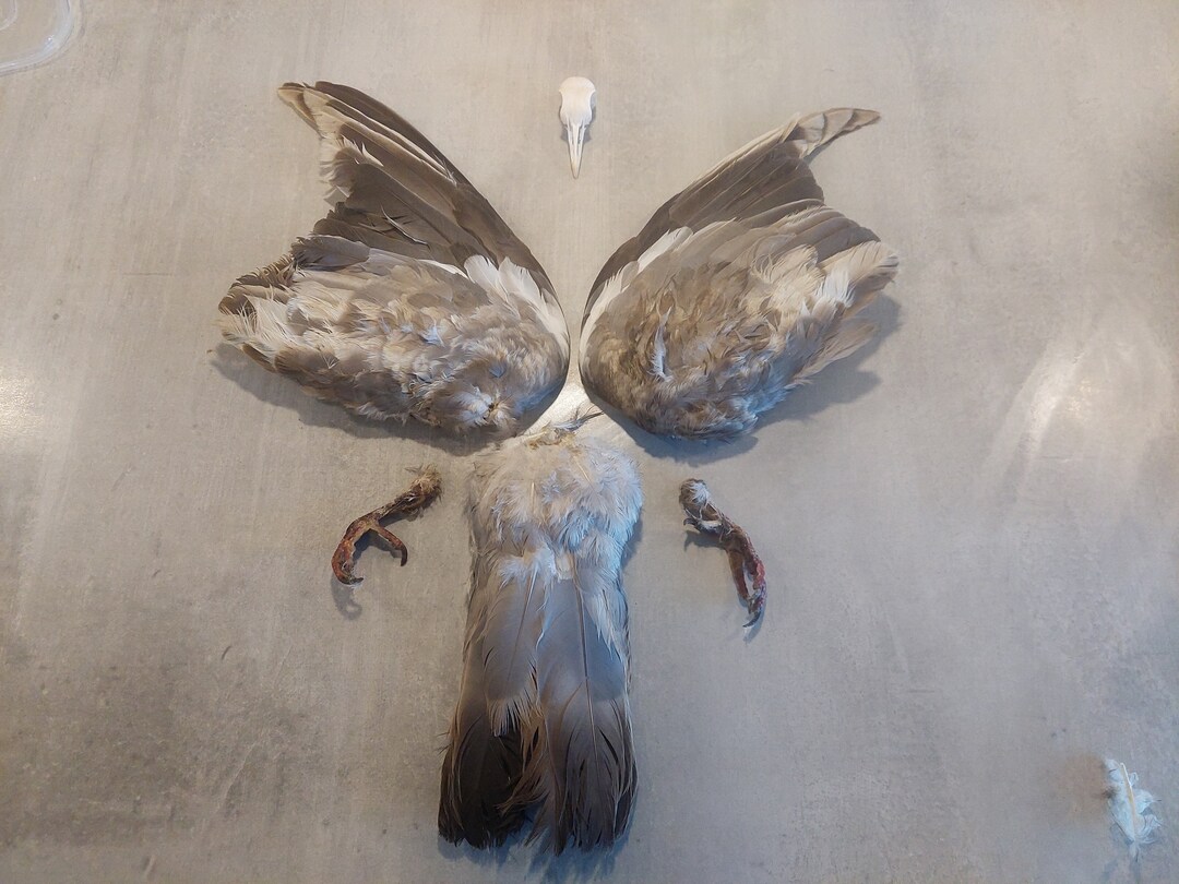 Pigeon Wings Skull Tail Feet Rare Colour Real Natural Feathers Corvid ...