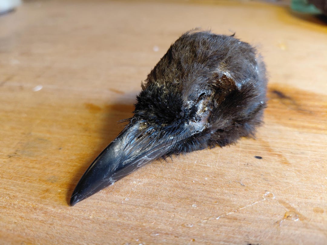 Real Magpie Head Mummified Pica Pica Real Natural Corvid Taxidermy ...