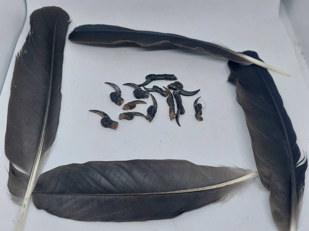 12 Real Crow Claws and 4 Feathers Corvid Taxidermy Gothic Curo Skeleton ...
