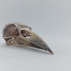 Crow Skull Real Corvus Carone Corvid Taxidermy Gothic Curo Study ...