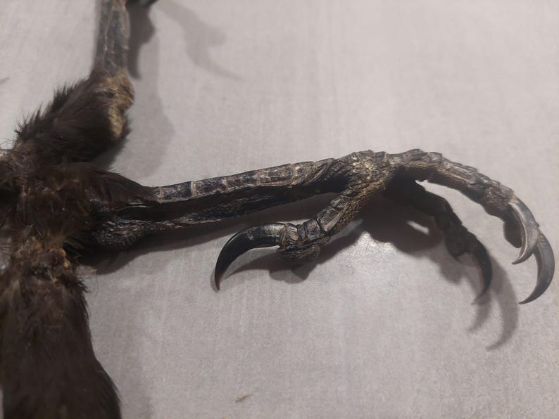 5 Crow Feet Corvus Corone Talons Claws Corvid Taxidermy Gothic Curo ...