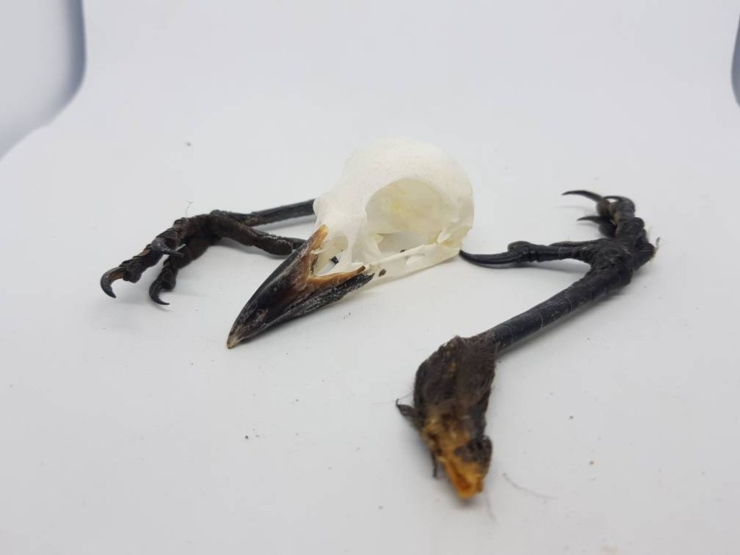 Magpie Crow Skull With Feet Talons Claw Crow Raven Corvid Taxidermy ...