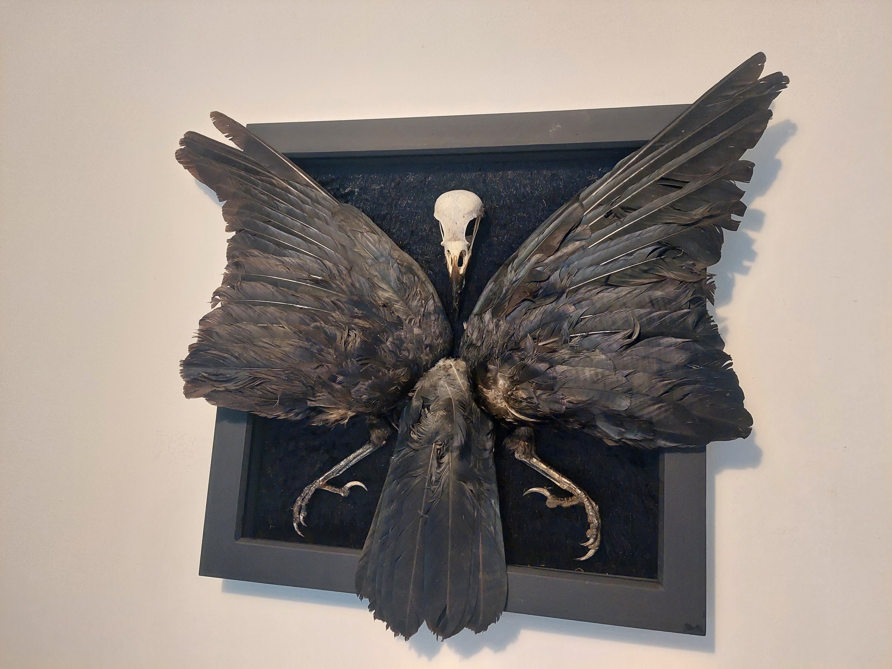 Crow Skull Wings Tail Feet Set Mounted on Velvet in a Black Picture Box ...