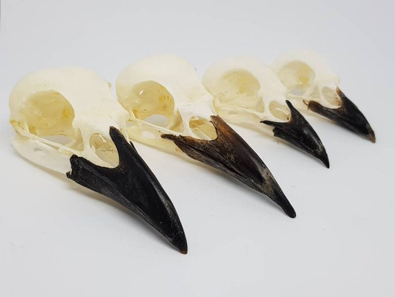 Real Crow Skulls 4 Bird Collection Carrion Rook Magpie Jay | Etsy
