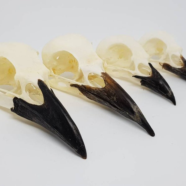 Real Crow Skull - Etsy