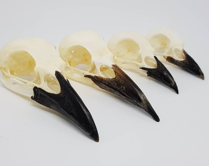 Real Crow Skulls 4 Bird Collection Carrion Rook Magpie Jay Taxidermy ...