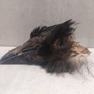 Mummified Crow Head Skull Real Natural Corvus Carone Corvid Taxidermy ...