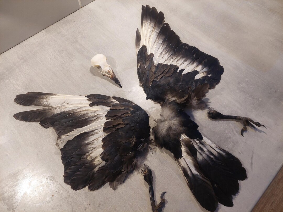 Rare Crow Skull Wings Tail Feet Pied Real Natural Carrion Rook Feathers ...