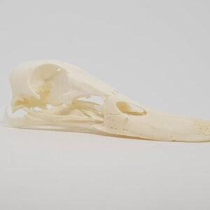 Real Mallard Duck Bird Skull Taxidermy Macabre Gothic Pagan Art and ...