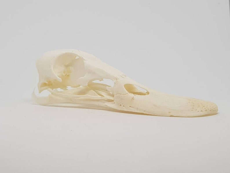 Real Mallard Duck Bird Skull Taxidermy Macabre Gothic Pagan Art and ...