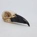 Crow Skull Real Natural Corvus Carone Raven Corvid Taxidermy Gothic ...