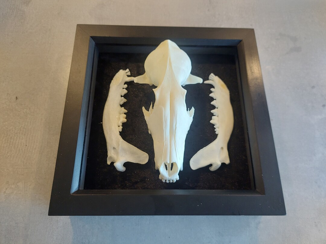 Real Fox Skull Display Picture on Velvet Taxidermy Shadow Box Gothic ...
