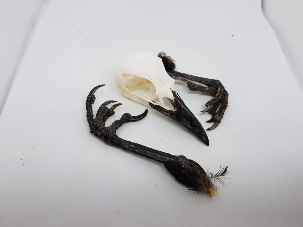 Real Carrion Crow Skull With Dried Feet Claws Talons Raven Corvid ...