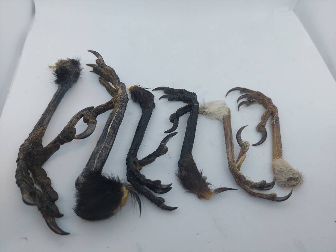 Crow Feet 3 Pairs 1 Carrion Crow 1 Magpie and 1 Jay Dried Talons Claws ...