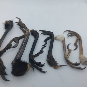 Crow Feet 3 Pairs 1 Carrion Crow 1 Magpie and 1 Jay Dried Talons Claws ...