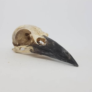 Crow Skull Real Natural Rook Skull Raven Corvid Taxidermy Gothic Curo ...