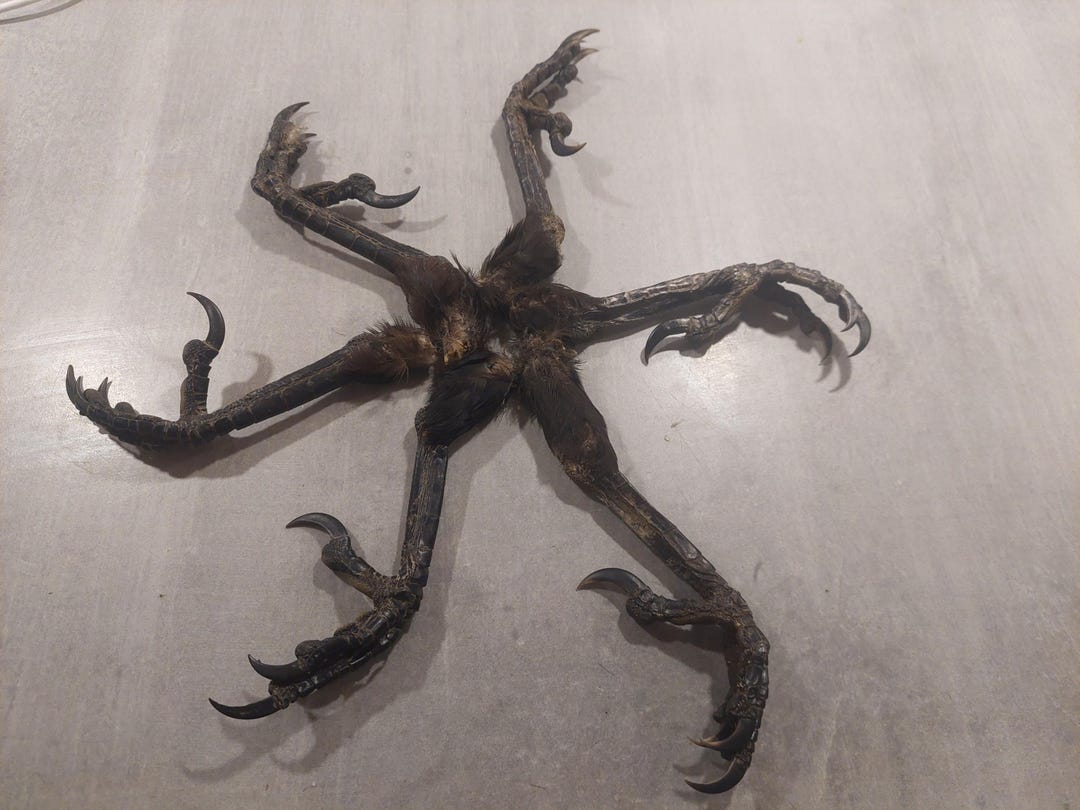5 Crow Feet Talons Claws Raven Corvid Taxidermy Gothic Curo Study ...