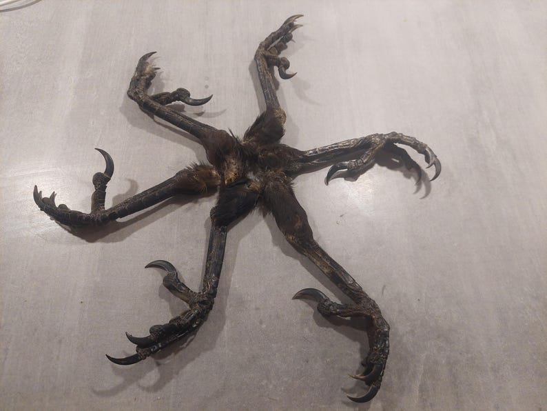 5 Crow Feet Corvus Corone Talons Claws Corvid Taxidermy Gothic Curo ...