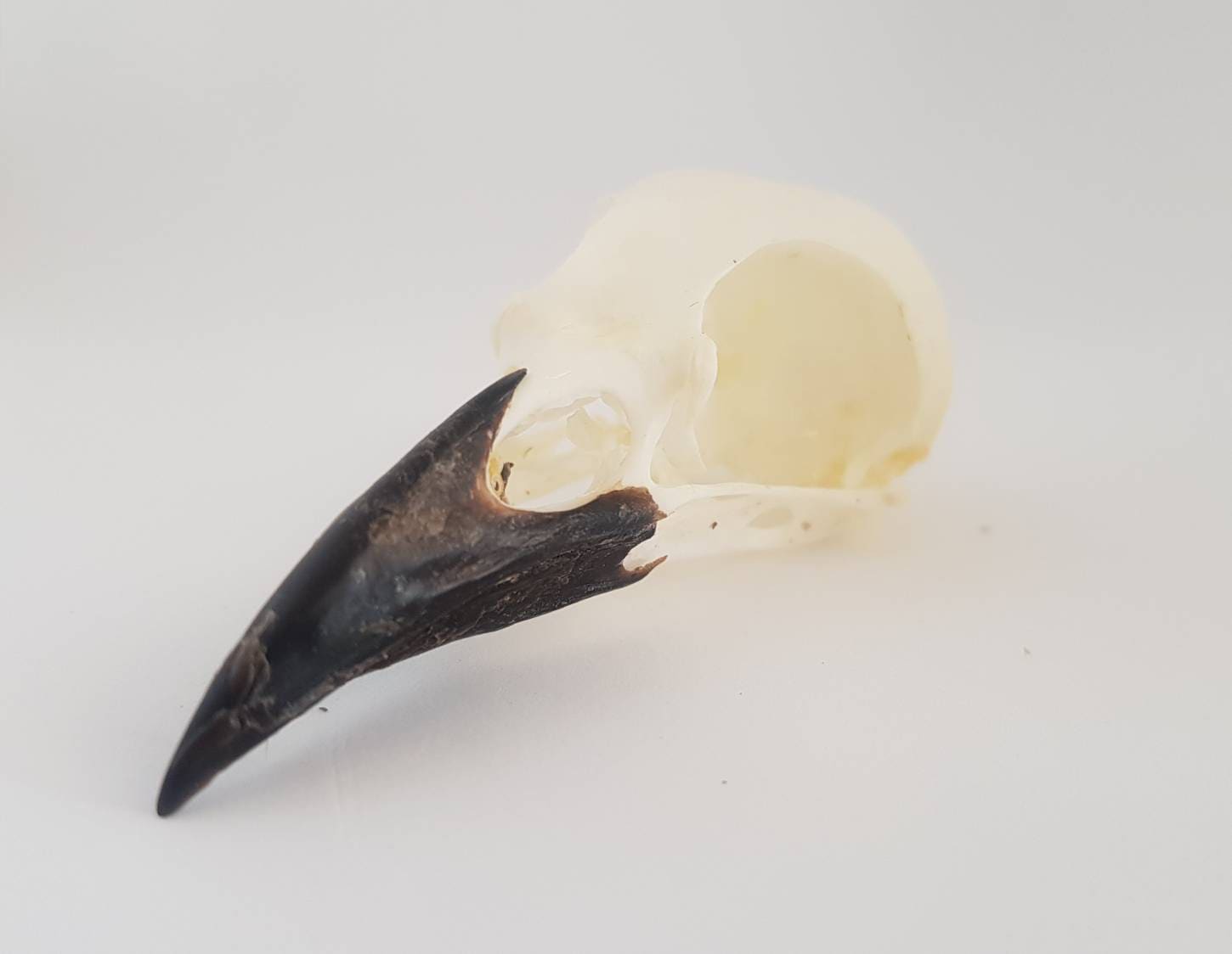 2 Real Magpie Crow Skull Corvid Taxidermy Bird Macabre Gothic | Etsy