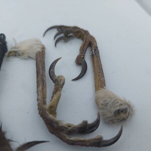 Crow Feet 3 Pairs 1 Carrion Crow 1 Magpie and 1 Jay Dried Talons Claws ...