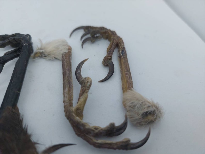 Crow Feet 3 Pairs 1 Carrion Crow 1 Magpie and 1 Jay Dried Talons Claws ...