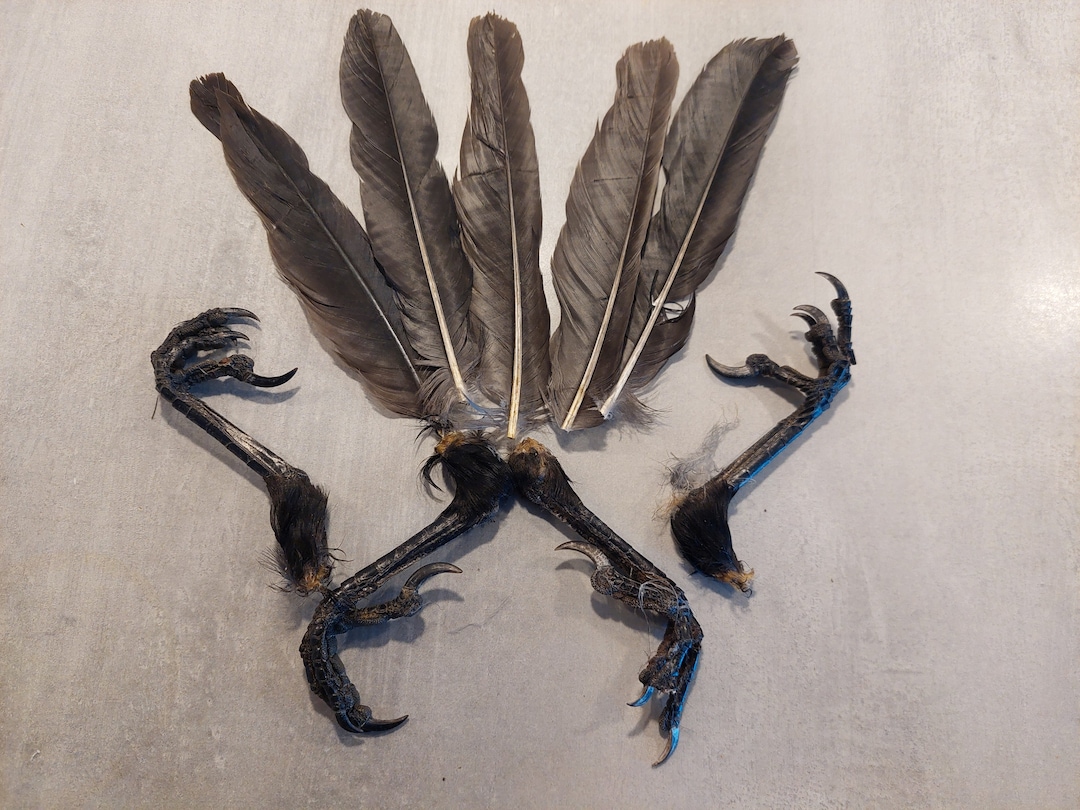4 Crow Feet & 5 Feathers Talons Claw Raven Corvid Crow Taxidermy Gothic ...