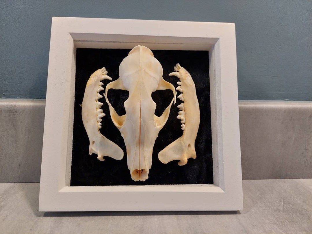 Real Fox Skull Display Picture on Velvet Taxidermy Shadow Box Gothic ...