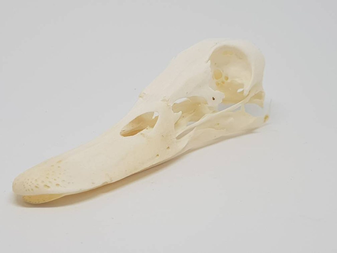 Real Mallard Duck Bird Skull Taxidermy Macabre Gothic Pagan - Etsy UK