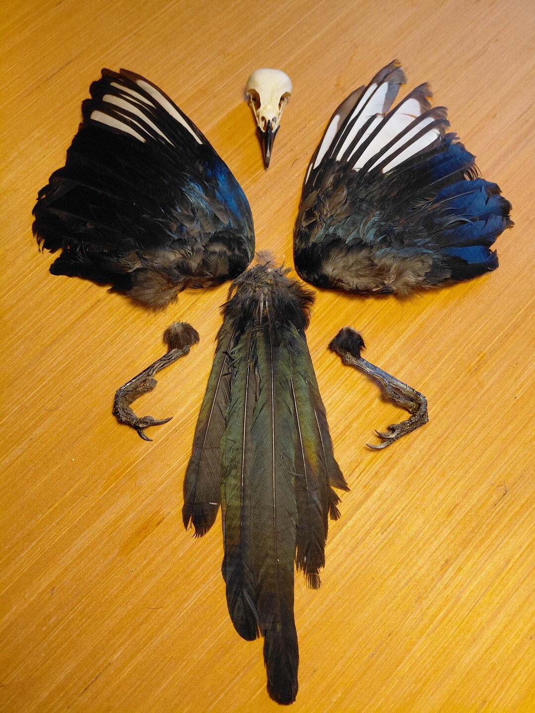 Magpie Skull Wings Tail Feet Real Natural Carrion Crow Rook Feathers ...