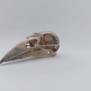 Crow Skull Real Corvus Carone Corvid Taxidermy Gothic Curo Study ...