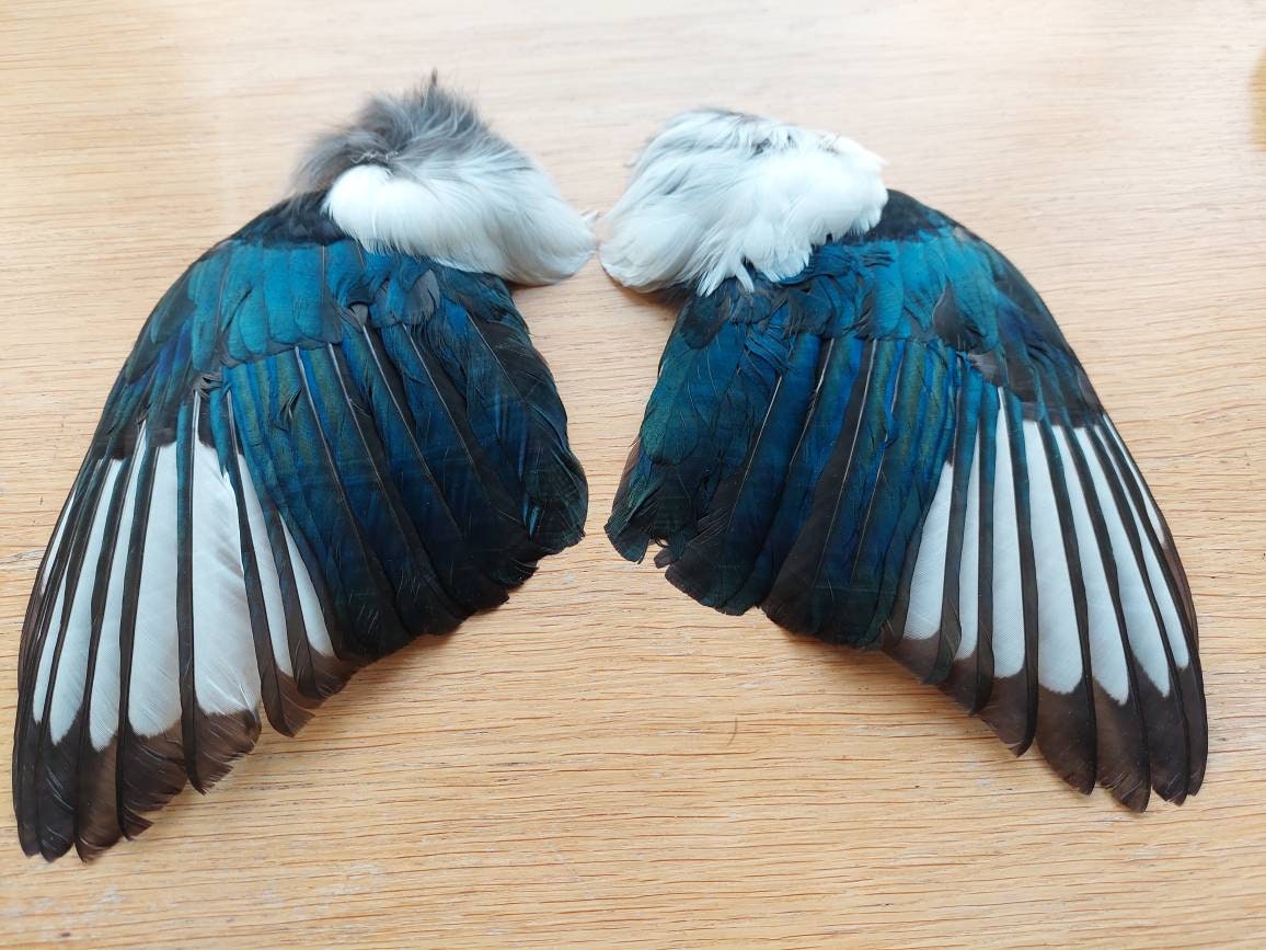 Real Magpie Crow Wings A1 Quality Corvid Taxidermy Gothic Curo - Etsy UK