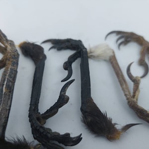 Crow Feet 3 Pairs 1 Carrion Crow 1 Magpie and 1 Jay Dried Talons Claws ...
