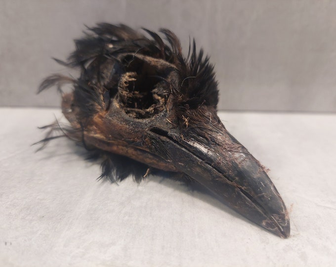 Mummified Crow Head Skull Real Natural Corvus Carone Corvid Taxidermy ...