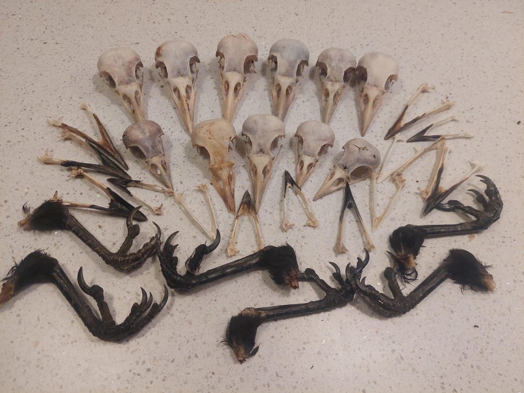 11 Real Crow and Magpie Skulls and Feet Taxidermy Corvid Raven Gothic ...