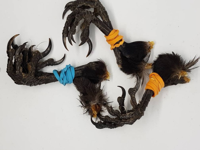 Crow Feet 1 Pair Dried Talons Claws Raven Corvid Taxidermy - Etsy